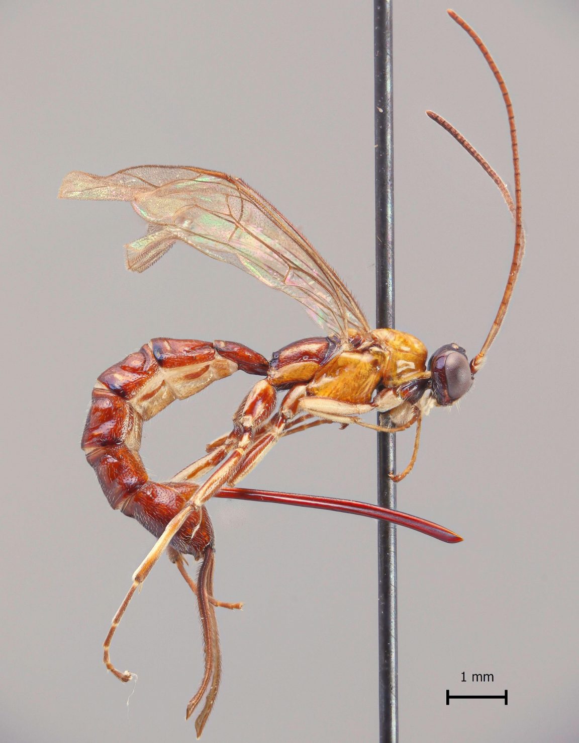 Wasp with Terrifying Giant Stinger Discovered