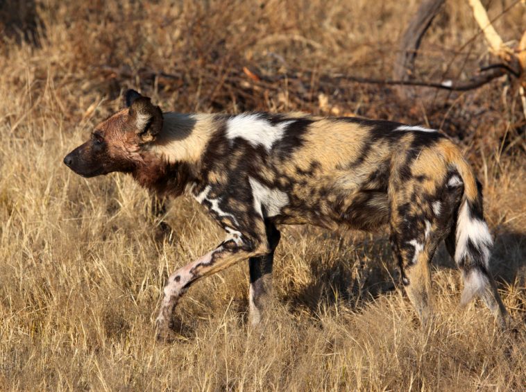 African Wild Dogs Are Among the Most Efficient Hunters on Earth