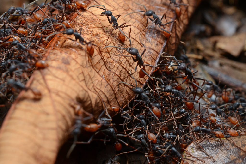 Ants Invade Wasp Nest with Amazing 'Living Bridges'