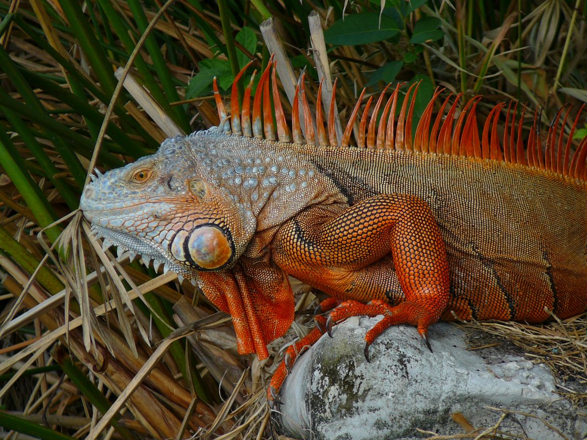 Hordes of Invasive Iguanas Are Eating Their Way Through Florida