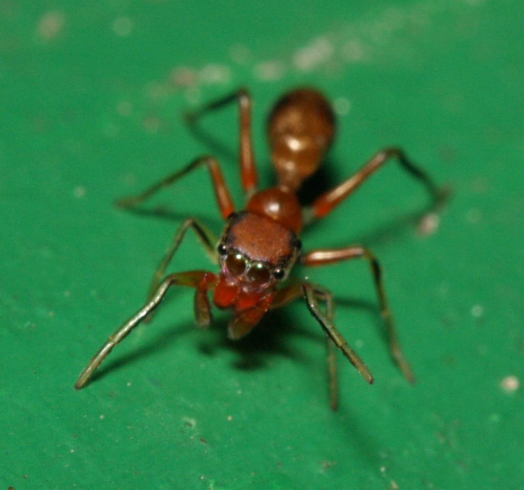 These Spiders Pretend to Be Ants to Avoid Being Eaten