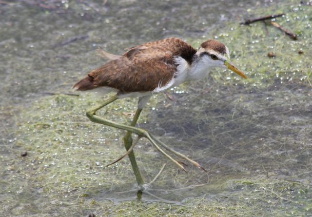 These Birds Have Massive Feet and Some Very Unusual Mating Habits