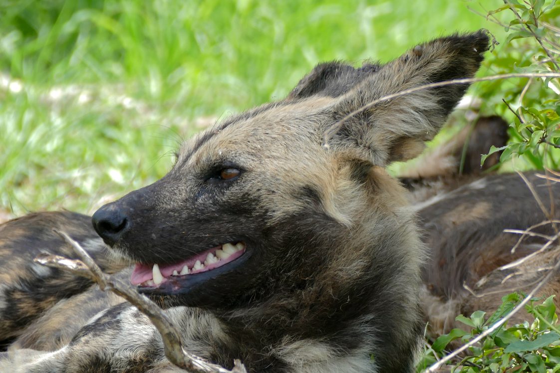 African Wild Dogs Are Among the Most Efficient Hunters on Earth