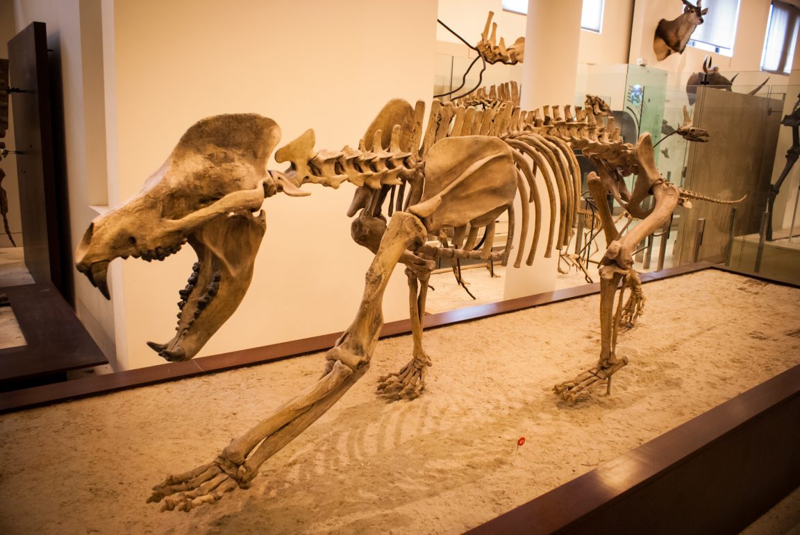 Bear-Dogs, Dog-Bears & Hyena-Dogs?! Amazing Ancient Dog-Like Carnivores