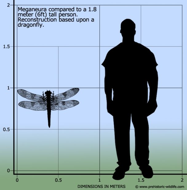 Ancient Dragonflies Were Huge, Larger Than Today's Birds