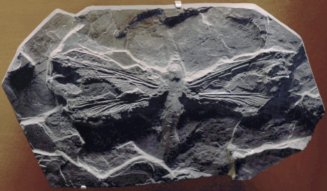 Ancient Dragonflies Were Huge, Larger Than Today's Birds