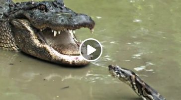 Lion Sneaks Up On Hippo, Regrets It Immediately