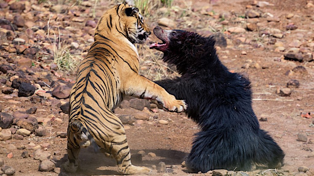 Videos Archives - Roaring Earth