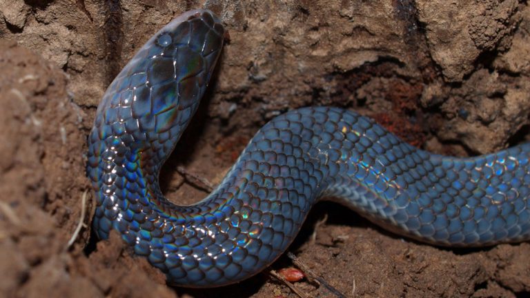 4 Unbelievably Strange Snakes You've Probably Never Heard Of