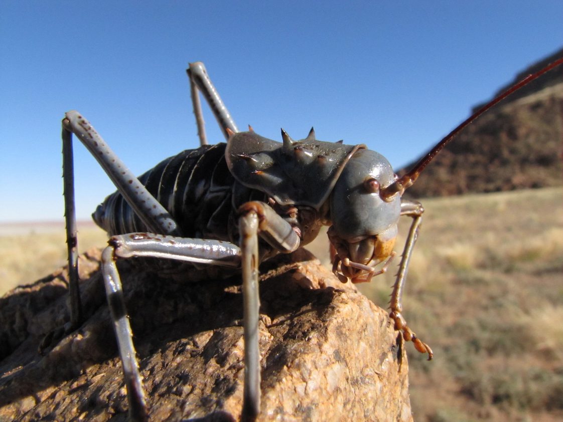 Cannibalistic Cricket Spews Blood and Vomit to Defend Itself