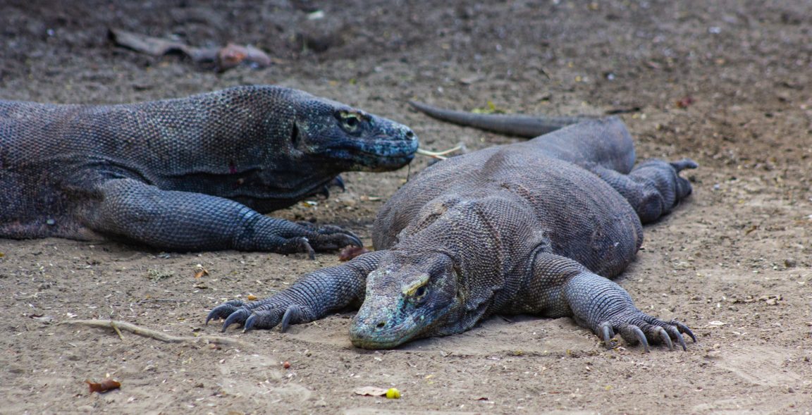 Bacteria or Venom? The Surprising Secret Behind the Komodo Dragon’s ...