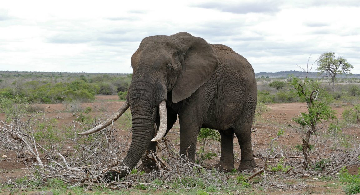 African Elephants Evolving To Lose Tusks Thanks To Decades Of Poaching