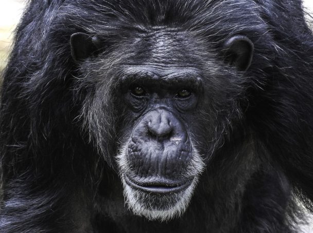 This Island Is Full of Diseased Chimps Abandoned by a US Testing Lab