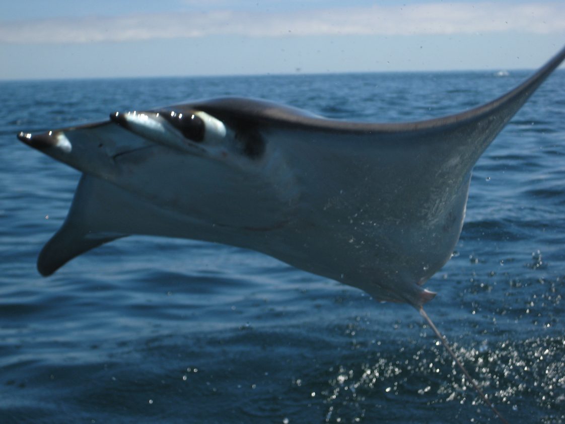 Hundreds of Manta Rays Leap Out of Sea Into Air