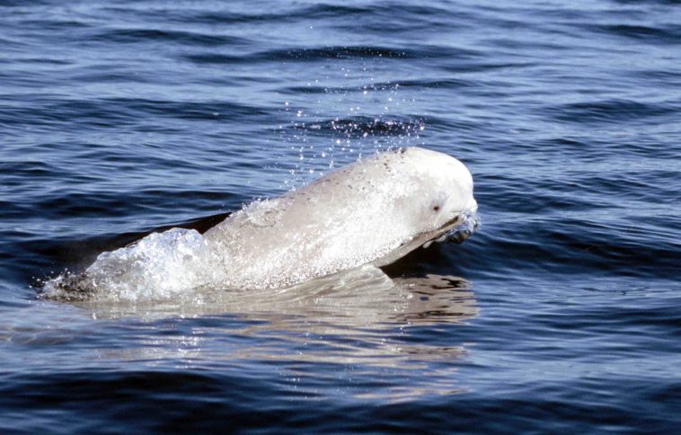First Ever Beluga-Narwhal Hybrid Discovered