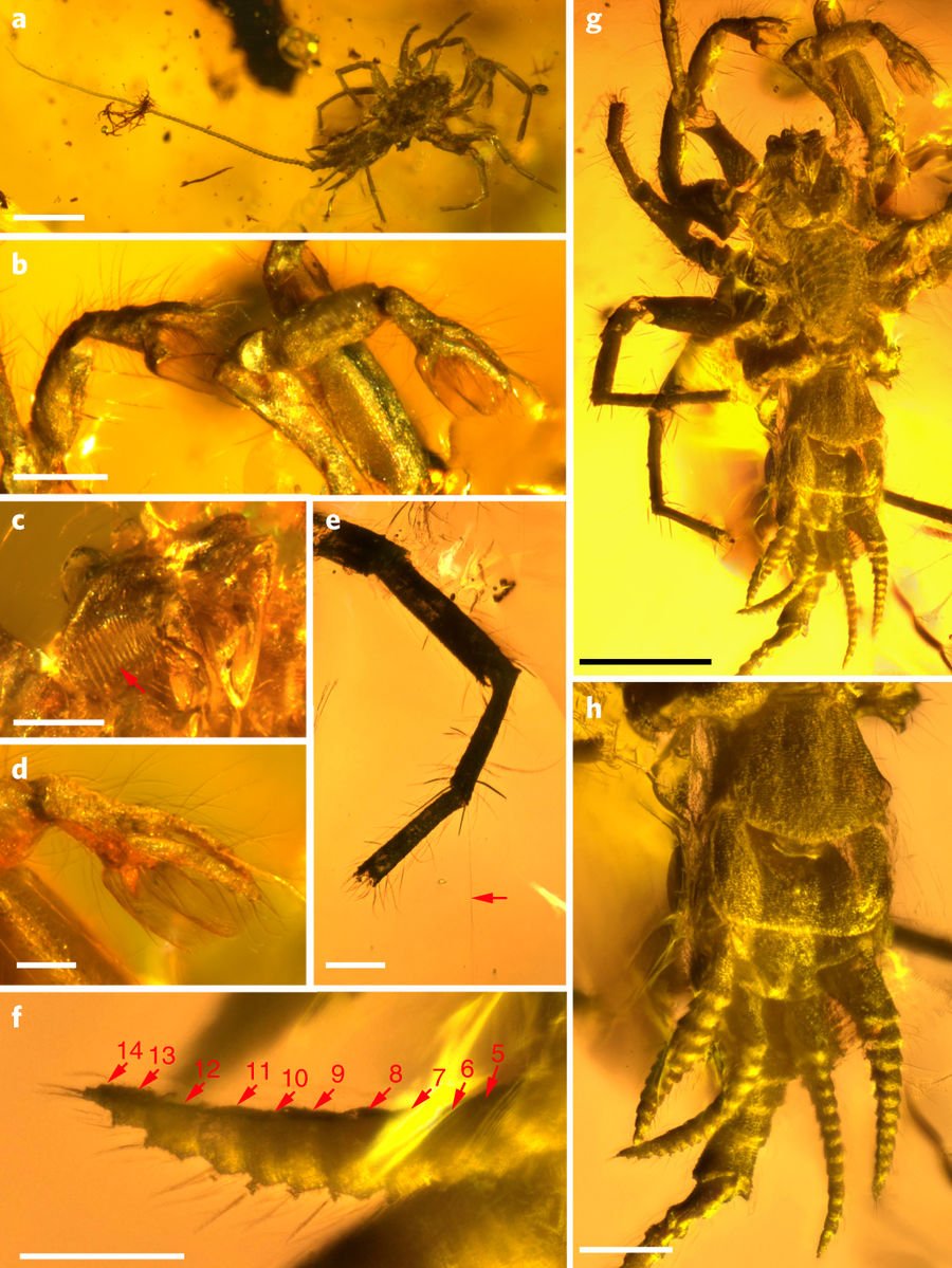 Ancient "Spider With a Tail" Arachnid Discovered Preserved in Amber