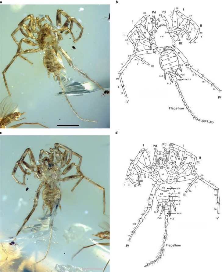 Ancient "Spider With a Tail" Arachnid Discovered Preserved in Amber