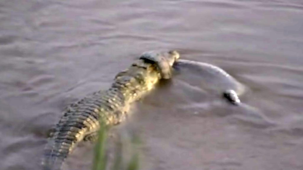 Croc Takes Down Python on Live Stream