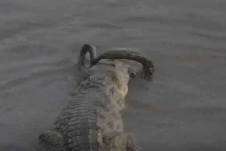 Croc Takes Down Python on Live Stream