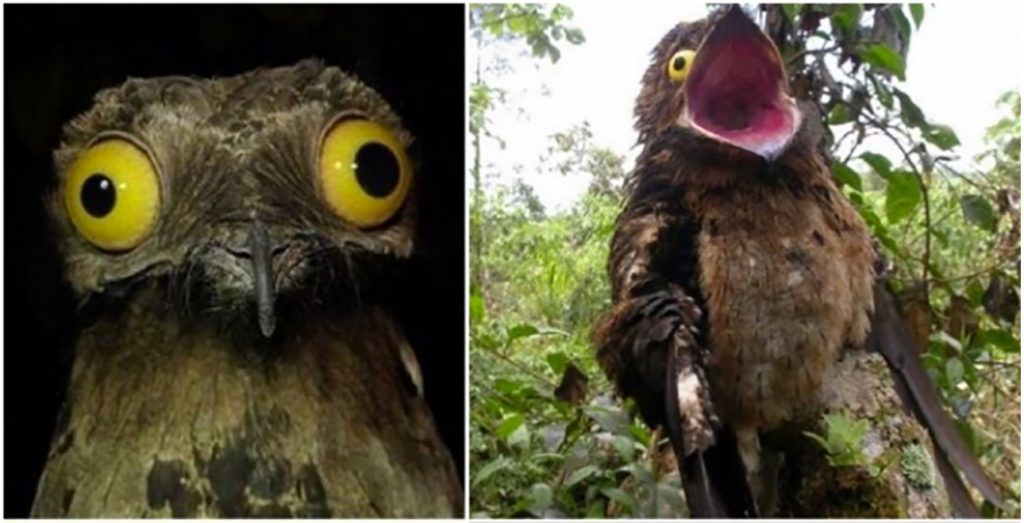 Meet the Potoo: This Cartoon-Like Bird Actually Exists