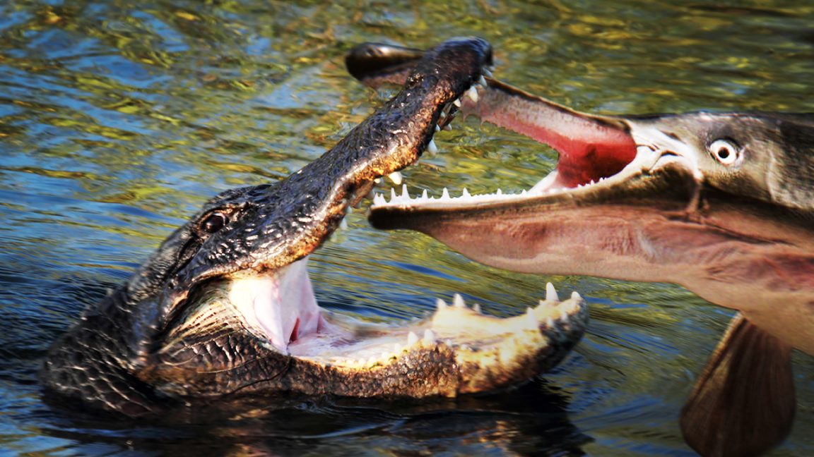 Roaring Earth - Page 2 of 79