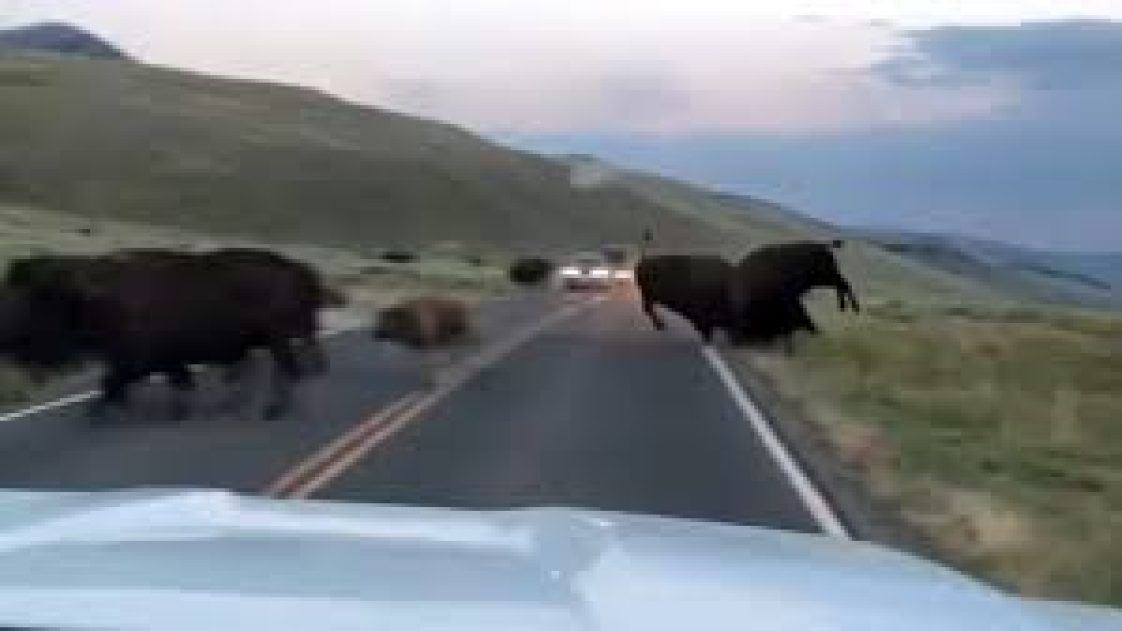 Bison Fight: Bull Bison Throws Another 10 Feet with Toss of His Head ...