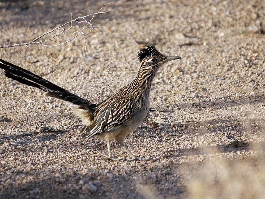 This Jurassic Dinosaur Had Bat-Like Wings