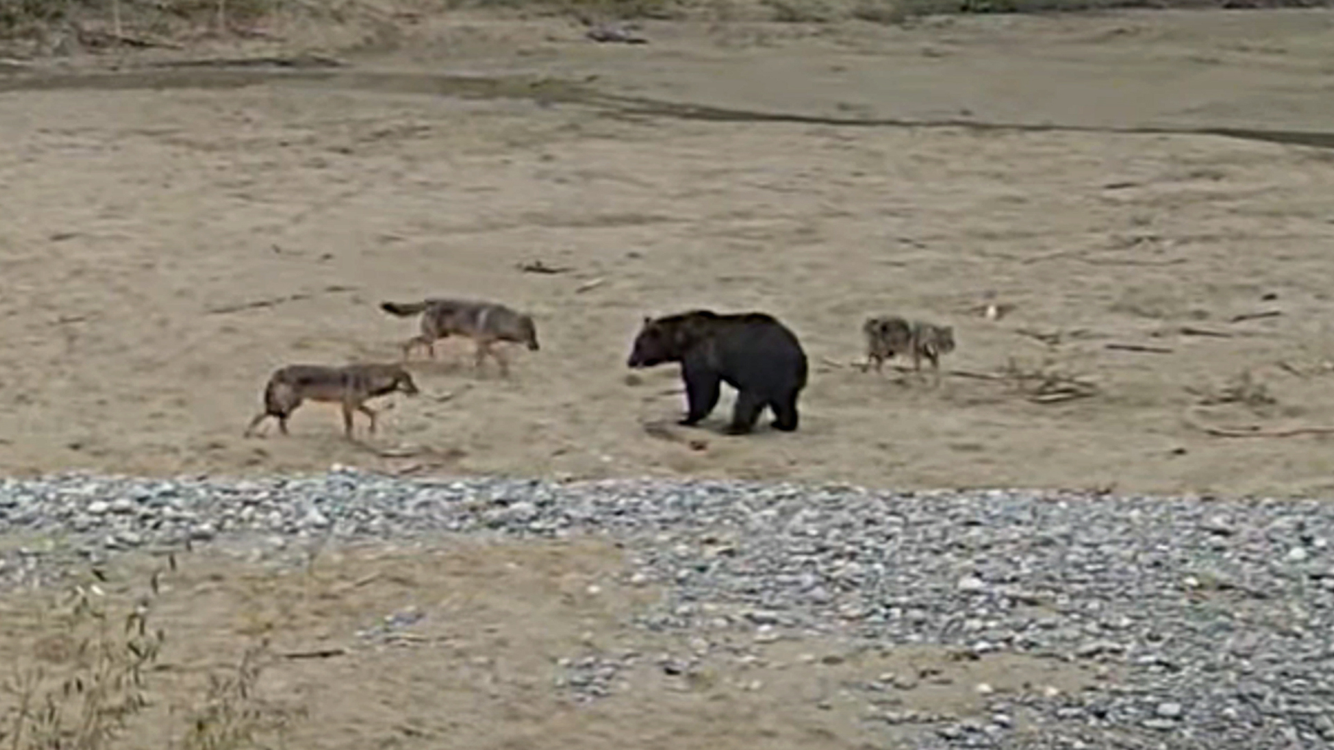 Hiker Captures Incredible Drone Footage of Grizzly Defending Moose Kill ...