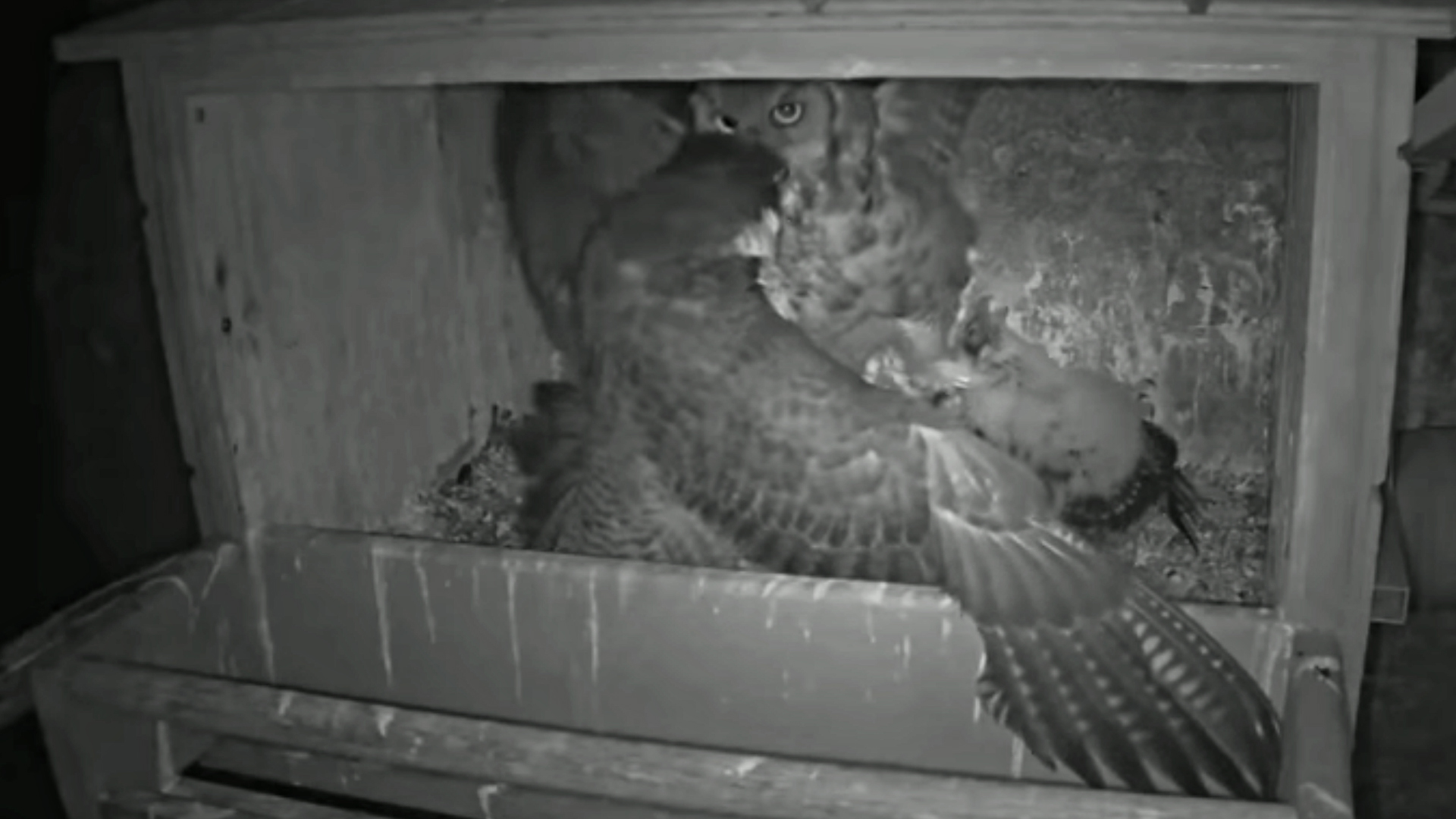 Great Horned Owl Attacks Peregrine Falcon Nest
