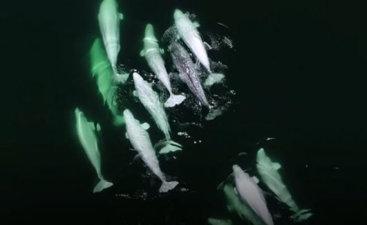 Belugas Adopt Stranded Narwhal, Scientists Wonder if Hybrid “Narluga ...