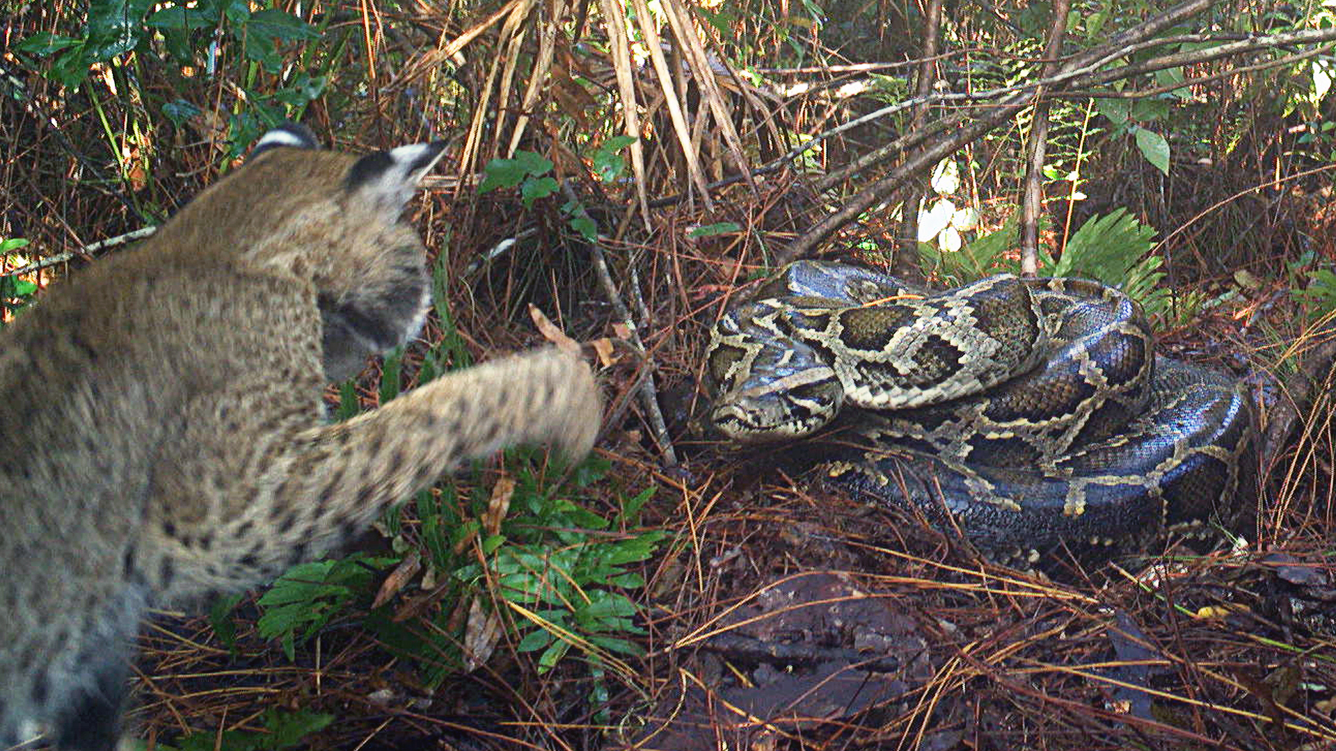 Bobcat Documented Raiding and Destroying Invasive Python Nest