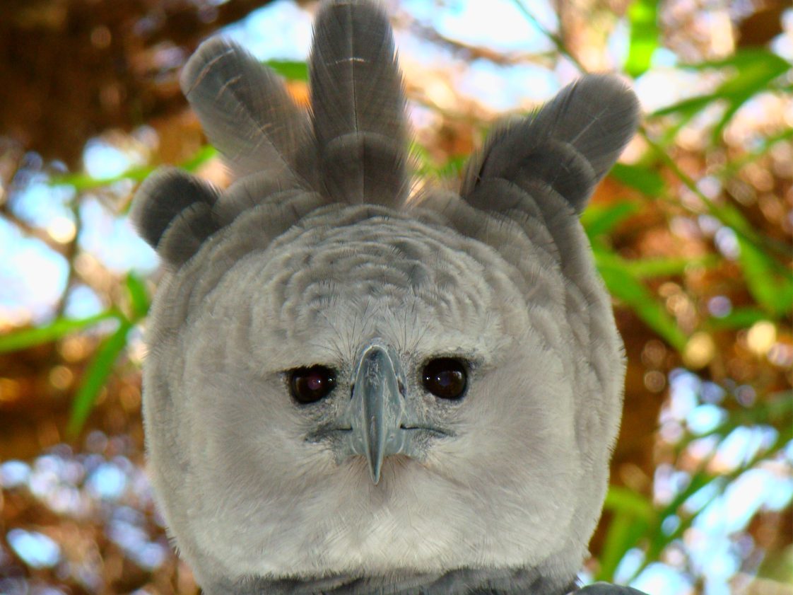 In Some Countries, People Decorate Their Christmas Trees With Spiders
