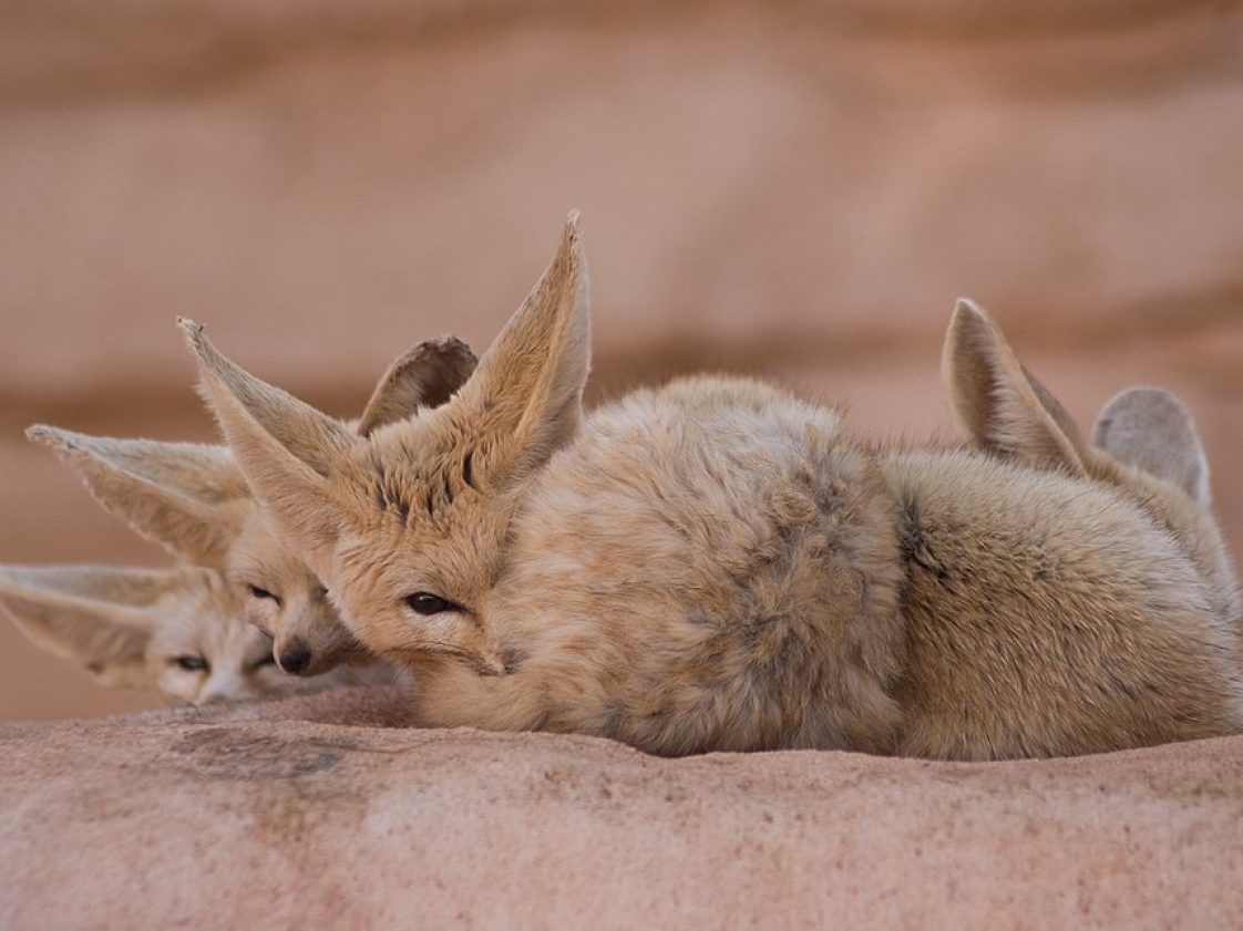 Animals Back From The Brink Of Extinction: Best Comebacks Of All Time