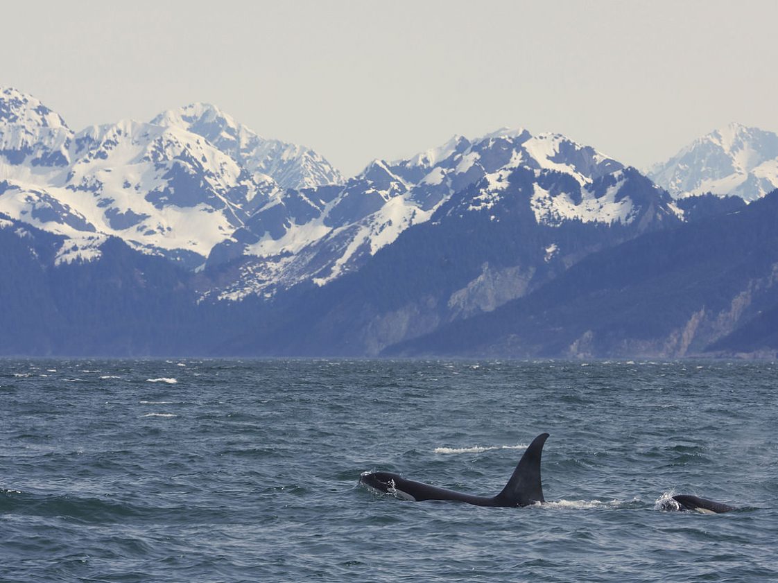 4 Unbelievably Strange Snakes You've Probably Never Heard Of