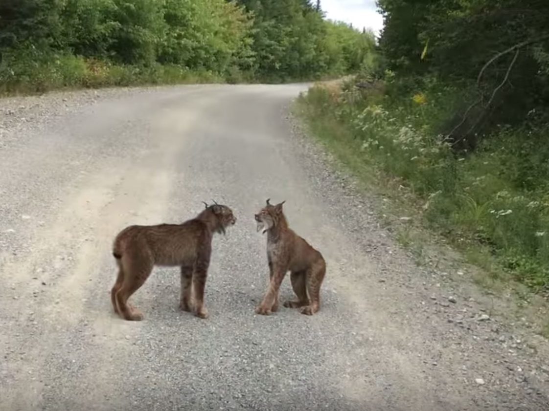 World's Strongest Animal Lifts 1,000X Bodyweight