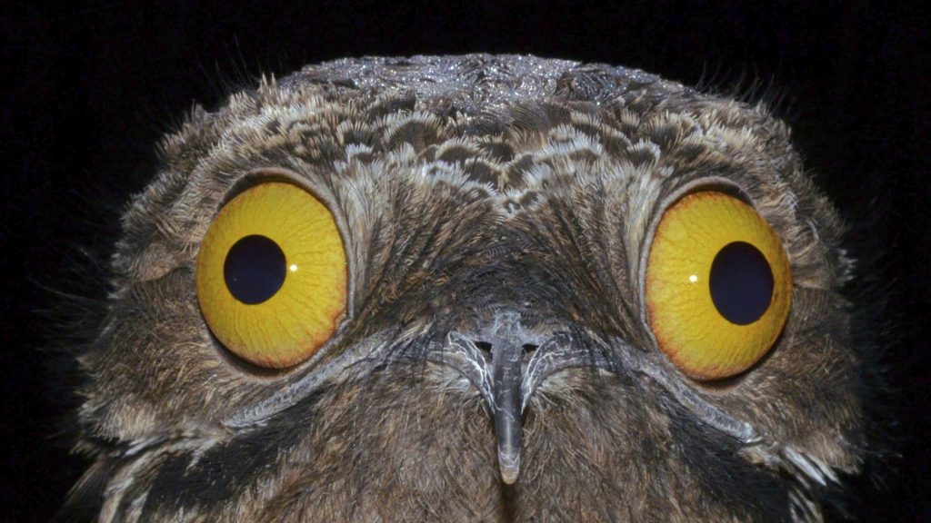 This Tiny, Adorable Killing Machine Is The World's Deadliest Cat