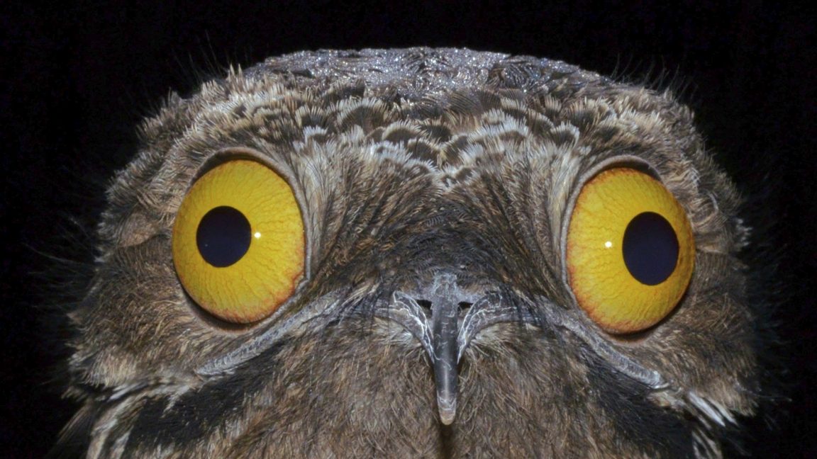 Adorable Little Bird Impales Prey on Thorns to Preserve the Meal for Later