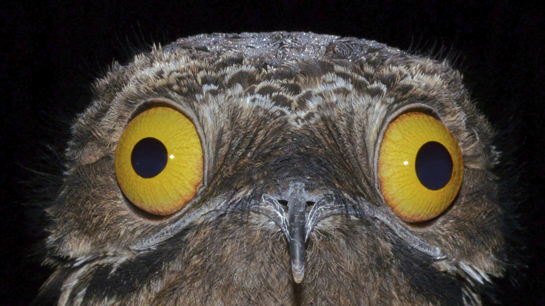 Fearless Mama Bear Protects Cubs from Large Grizzly in Alaska