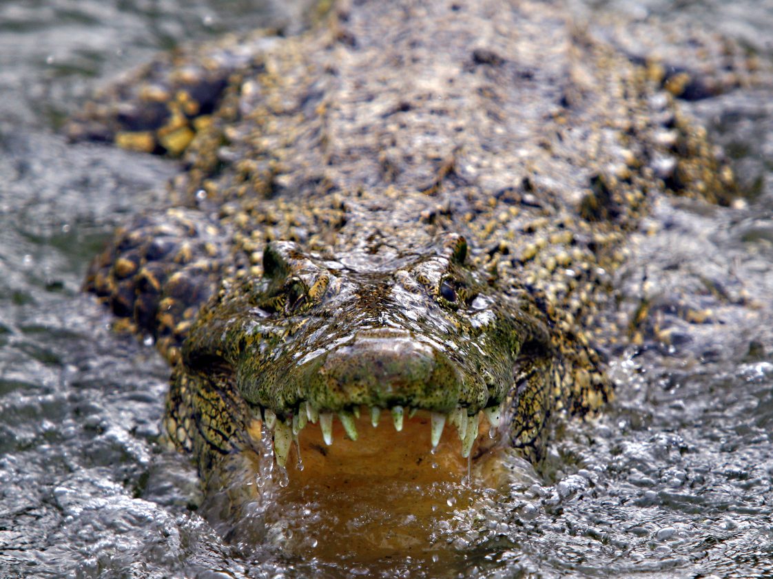 Animals Back From The Brink Of Extinction: Best Comebacks Of All Time