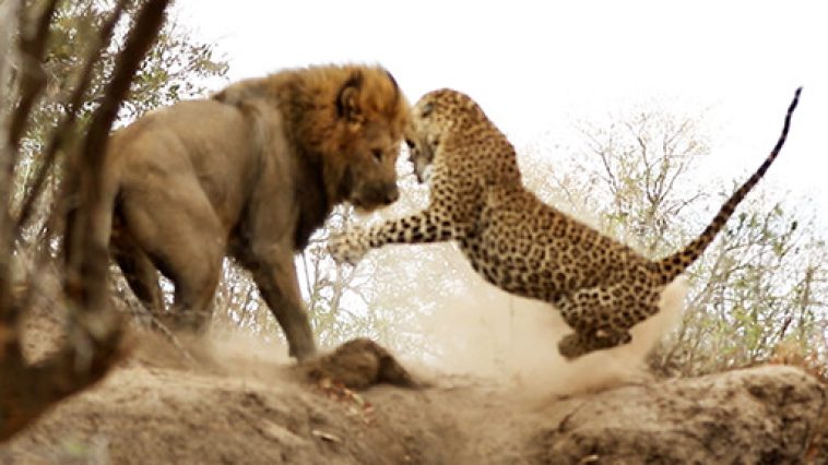 Videos Archives - Roaring Earth