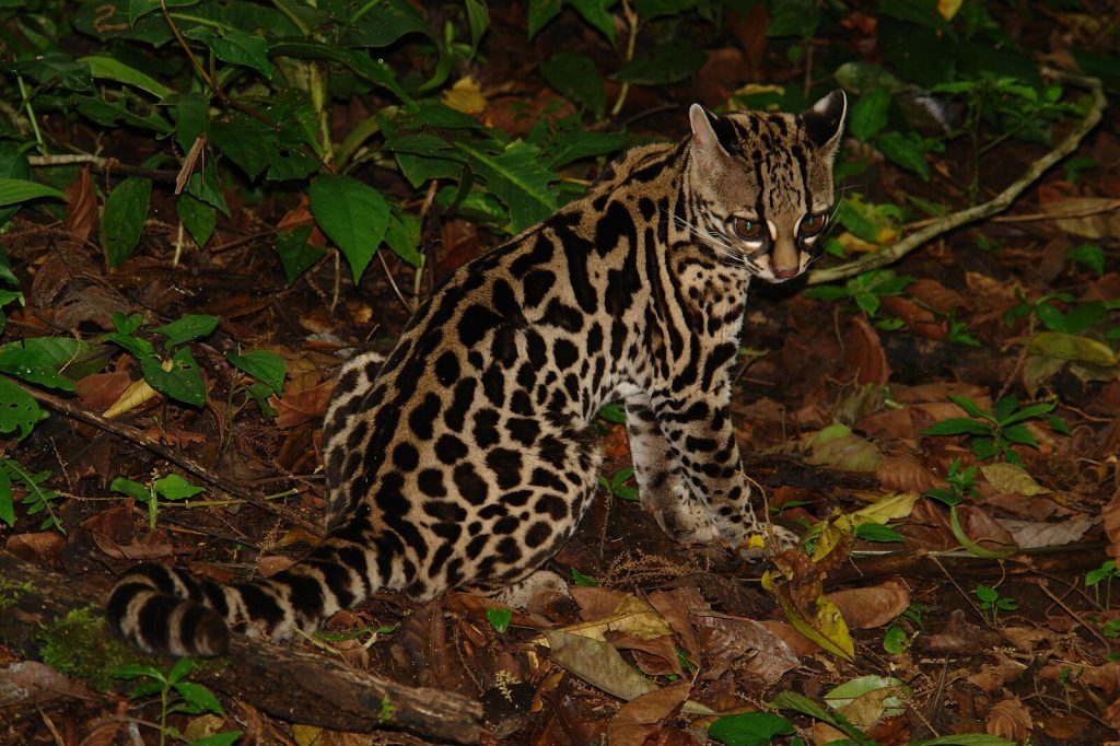 21 Amazing Wild Cats Most People Have Never Heard Of
