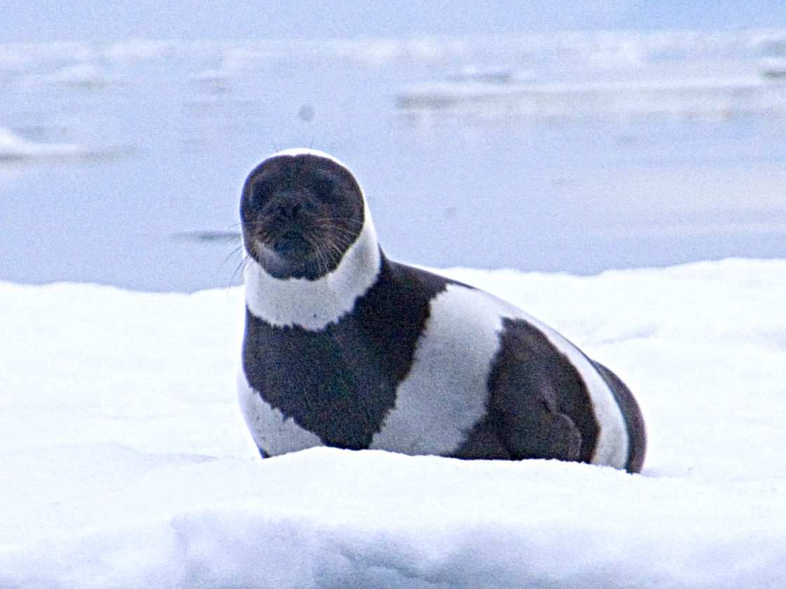 This Shrimp Can Heat Water To 8,000 Degrees With Its Claw