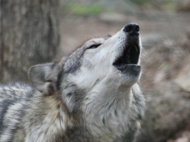 Coywolf Caught on Camera: Coyote / Wolf Hybrid Filmed in Connecticut ...