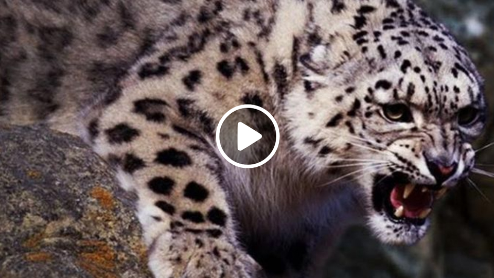 Skier Mauled by Snow Leopard After Getting Too Close for a Selfie